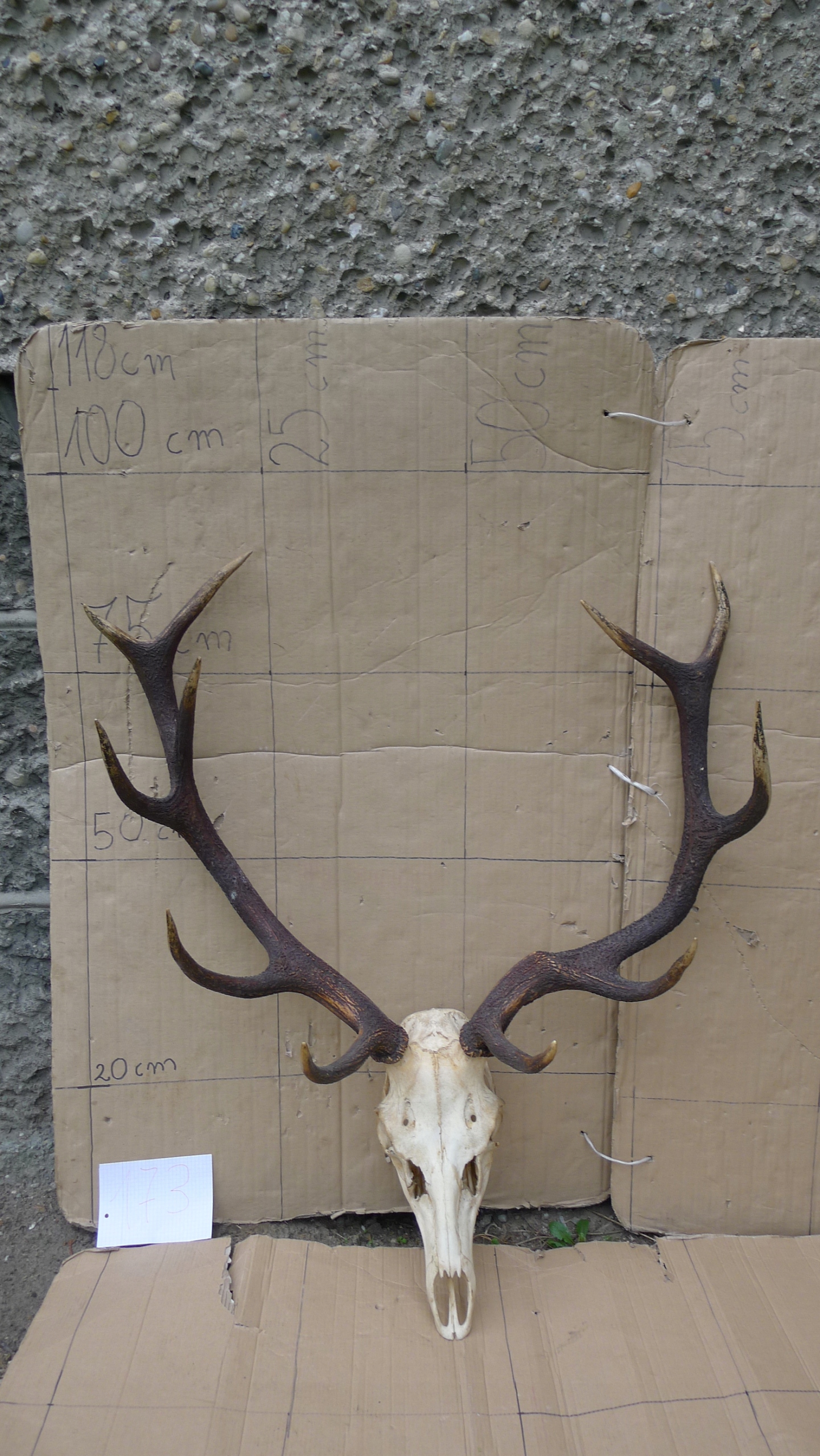 Byk jeleń trofeum poroże rogi z czaszką - 7601219115 - oficjalne ...