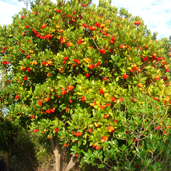 DRZEWKO TRUSKAWKOWE~ARBUTUS~ SADZONKI 30-40 CM - 7403039104 - oficjalne ...