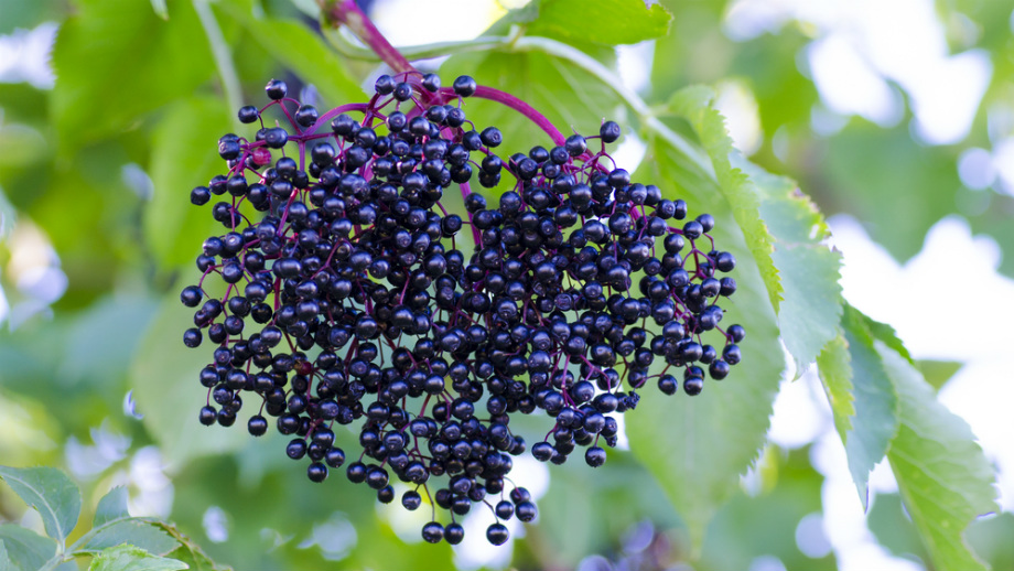 Czarny bez nie tylko na chore gardło. Właściwości - Allegro.pl