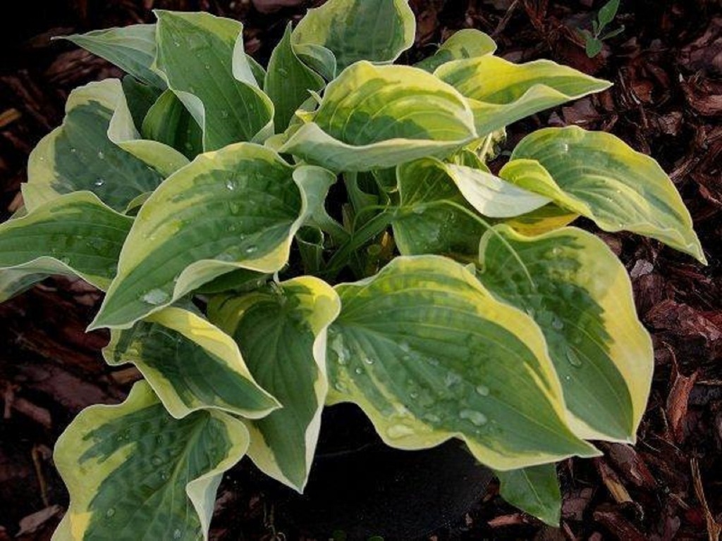 Funkia - HOSTA CRISPULA 4-letnia XXL /PRODUCENT - 7188794014 ...