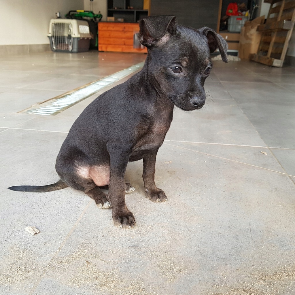 Pinczer Miniaturowy, ratlerek - 7584170510 - oficjalne archiwum Allegro