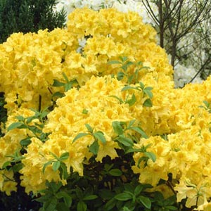 Rhododendron - Azalia 'Anneke' ŻÓŁTA !!!!!!! (1,5) - 7225024180 ...